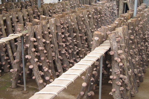 Japanese Mushroom Cultivation - Learn More at Salai